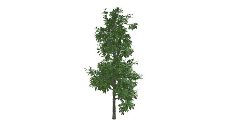ArtStation - Sourwood Tree #07 - High Poly Tree (3D Model) | Game Assets