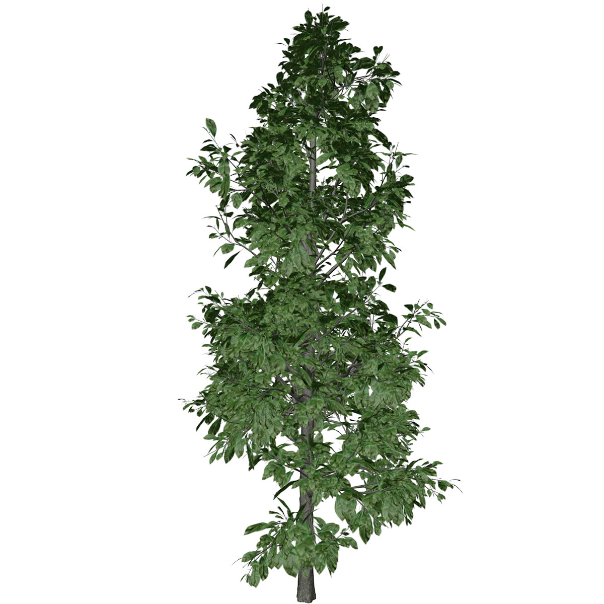 ArtStation - Sourwood Tree #07 - High Poly Tree (3D Model) | Game Assets