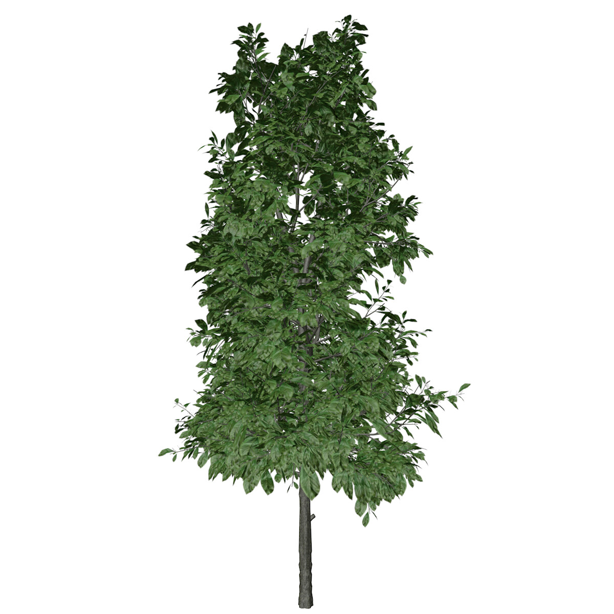 ArtStation - Sourwood Tree #08 - High Poly Tree (3D Model) | Game Assets