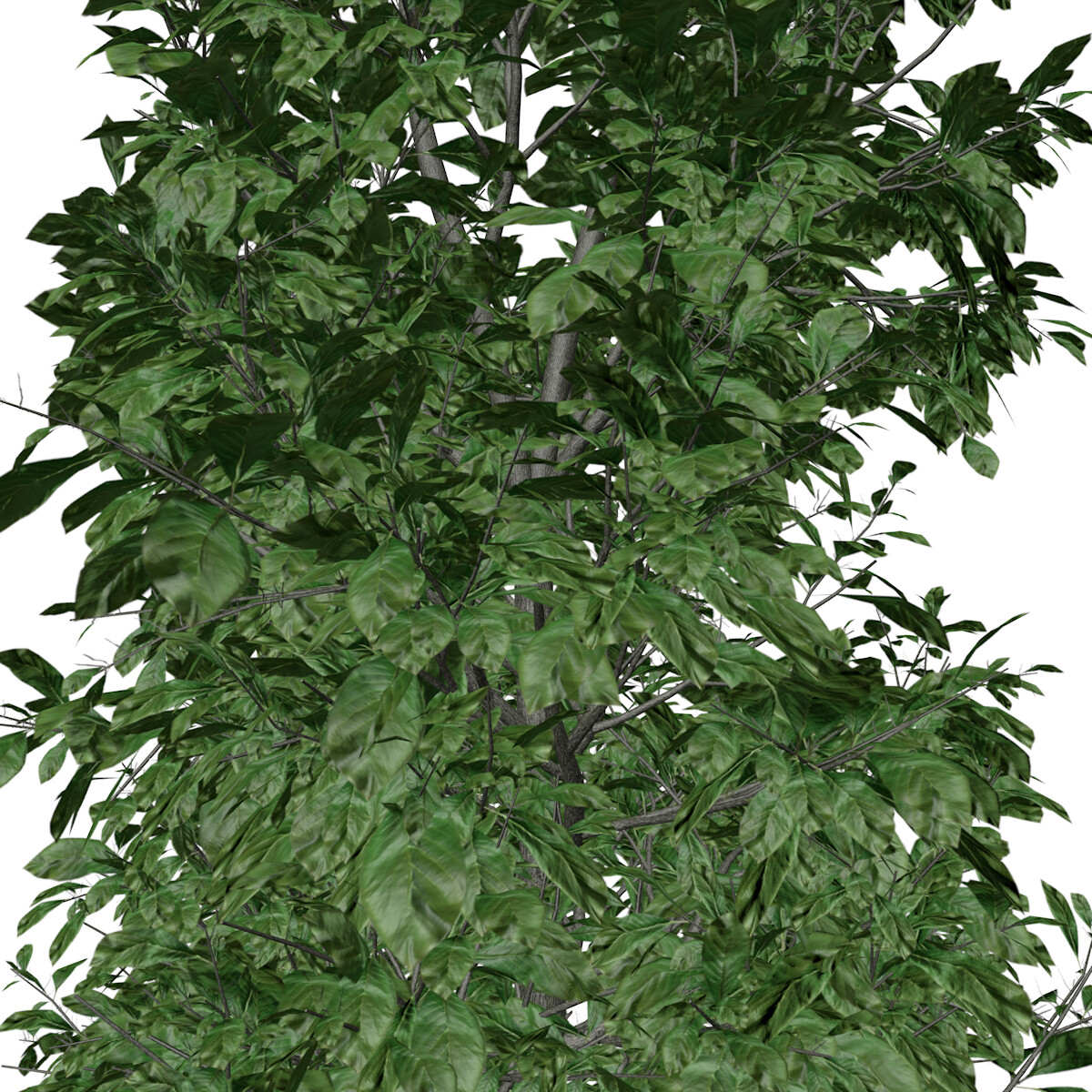 ArtStation - Sourwood Tree #08 - High Poly Tree (3D Model) | Game Assets