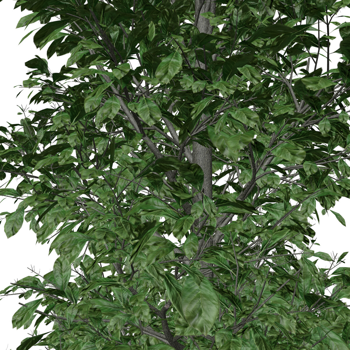 ArtStation - Sourwood Tree #09 - High Poly Tree (3D Model) | Game Assets