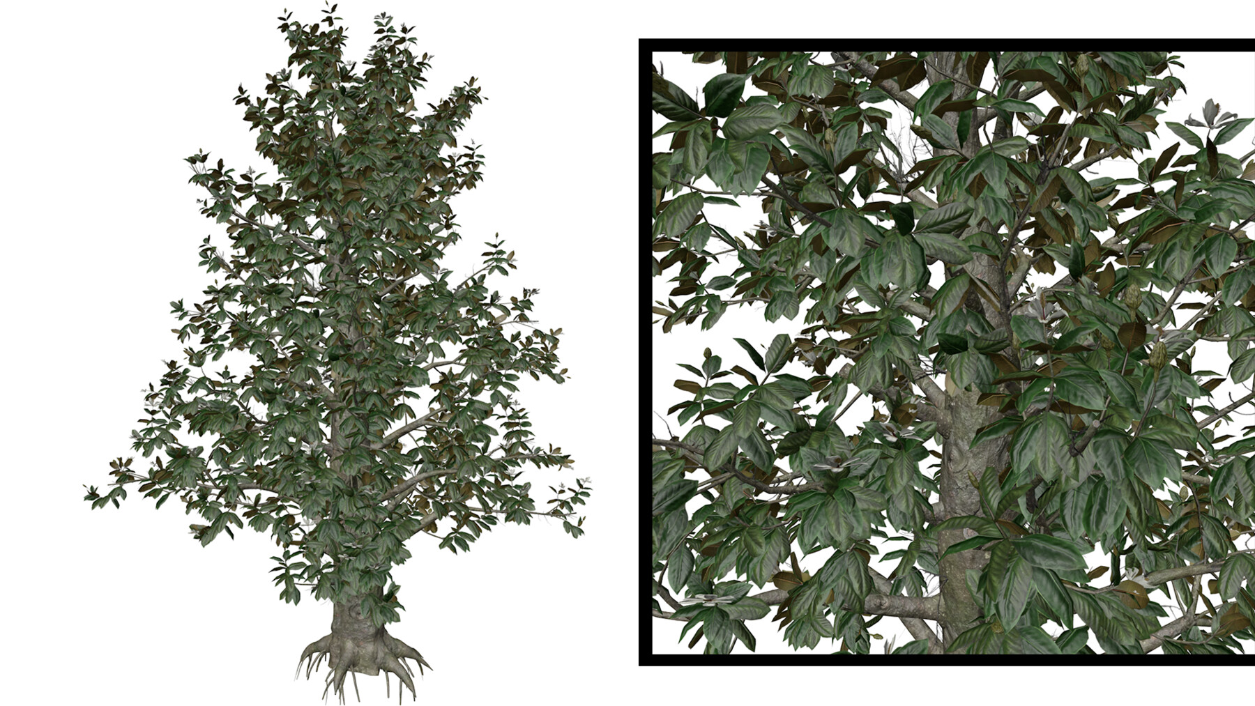 ArtStation - Southern Magnolia Tree #01 - High Poly Tree (3D Model ...