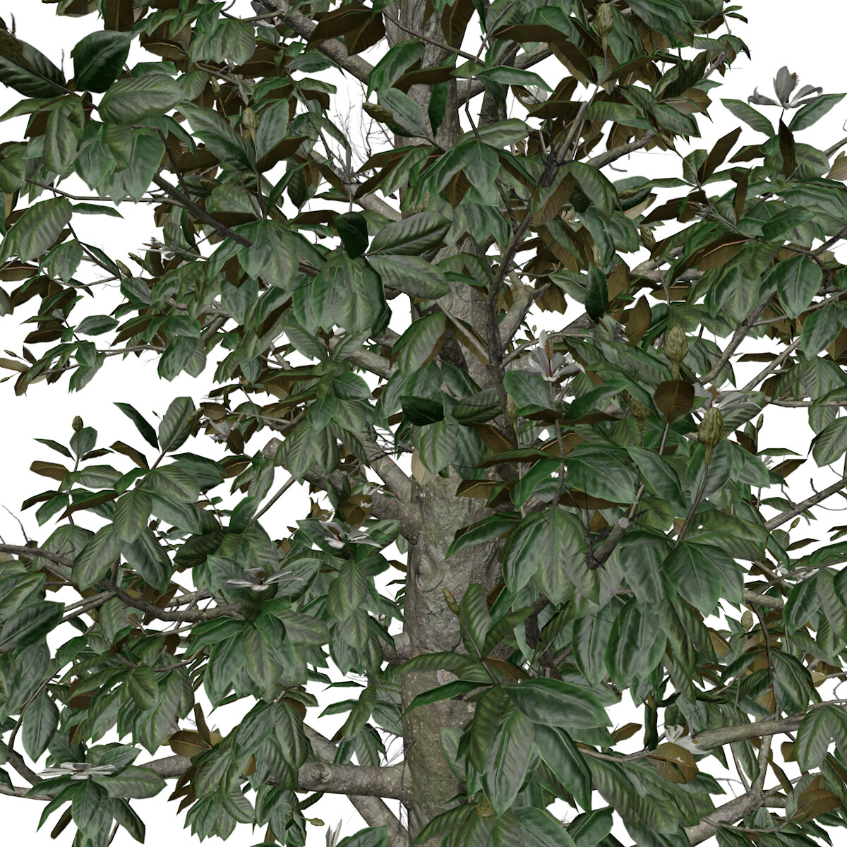 ArtStation - Southern Magnolia Tree #01 - High Poly Tree (3D Model ...