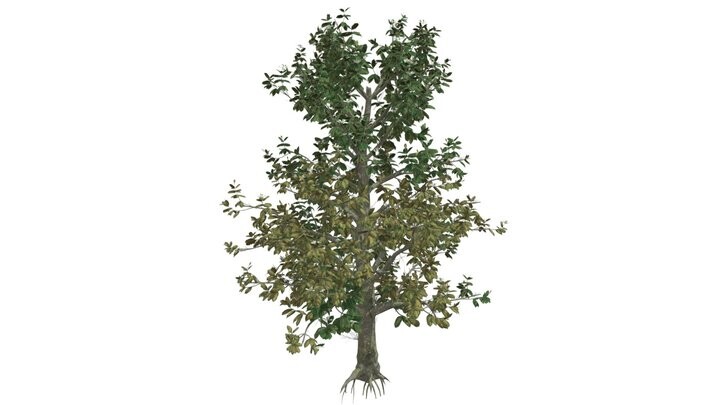ArtStation - Southern Magnolia Tree #02 - High Poly Tree (3D Model ...
