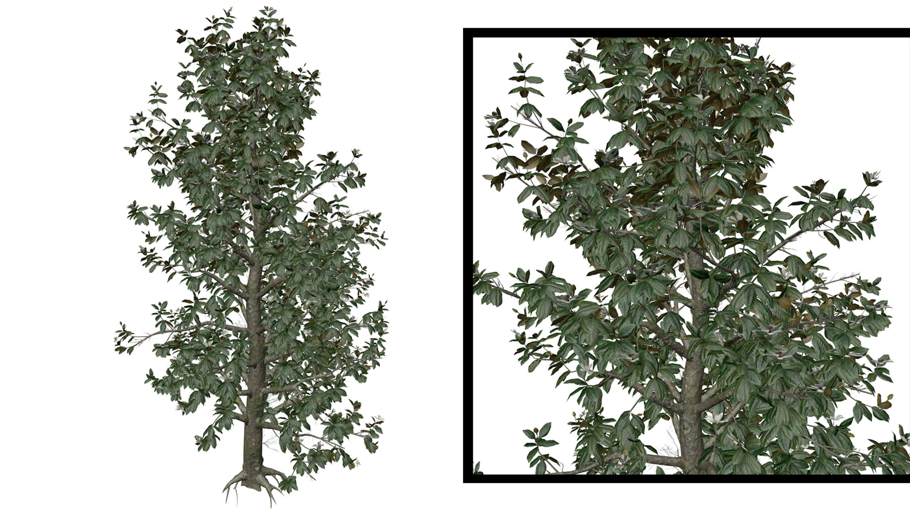 ArtStation - Southern Magnolia Tree #03 - High Poly Tree (3D Model ...