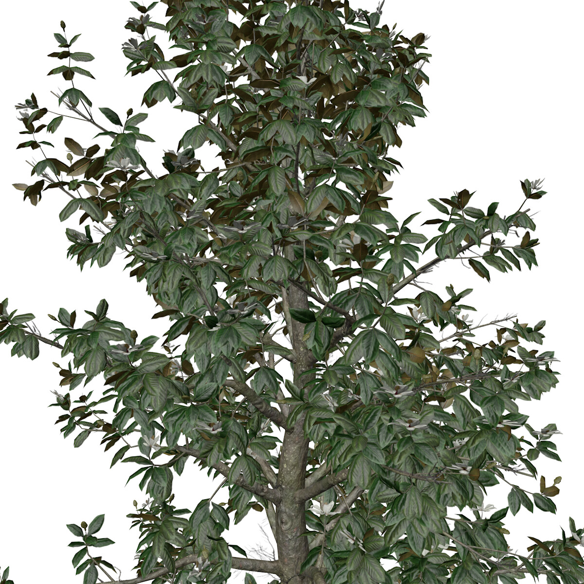 ArtStation - Southern Magnolia Tree #03 - High Poly Tree (3D Model ...