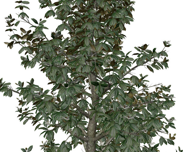 ArtStation - Southern Magnolia Tree #03 - High Poly Tree (3D Model ...
