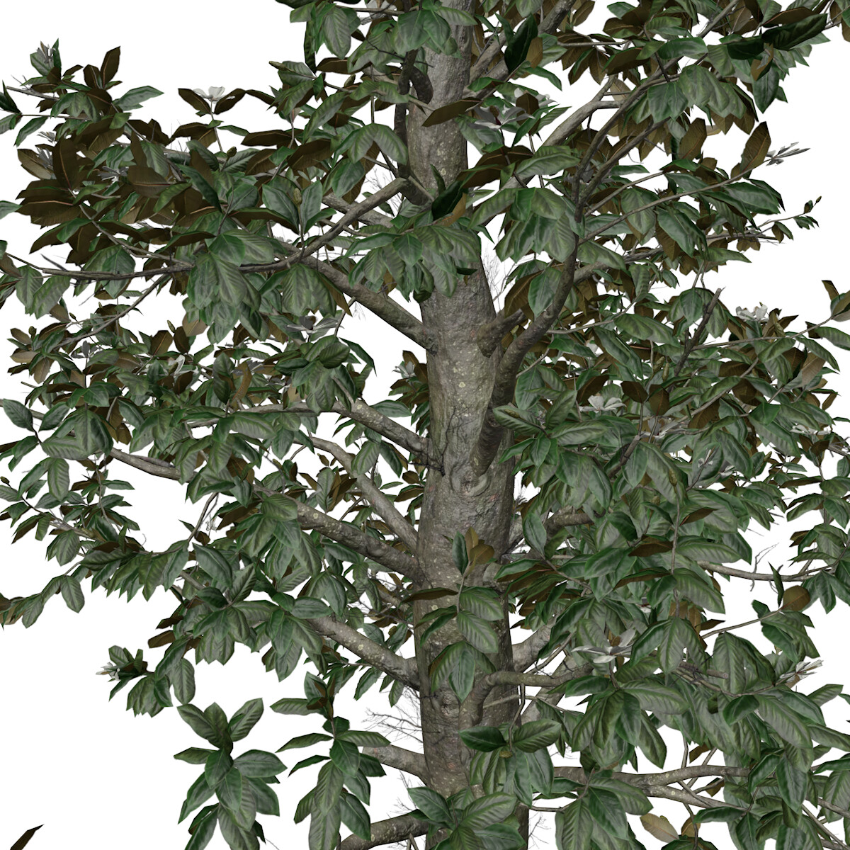 ArtStation - Southern Magnolia Tree #04 - High Poly Tree (3D Model ...