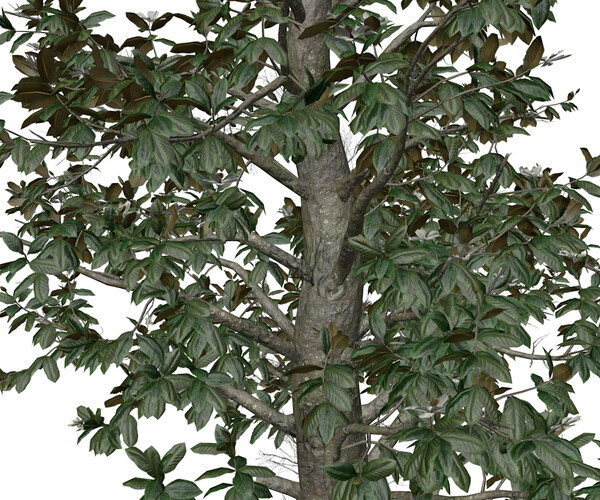 ArtStation - Southern Magnolia Tree #04 - High Poly Tree (3D Model ...