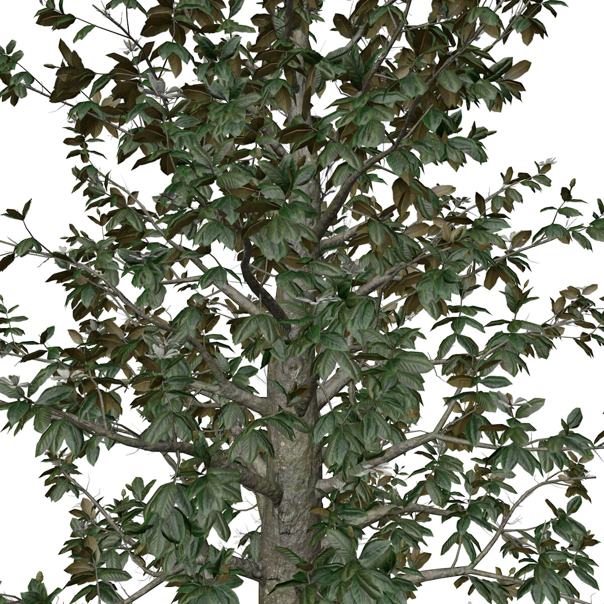ArtStation - Southern Magnolia Tree #05 - High Poly Tree (3D Model ...