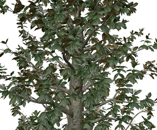 ArtStation - Southern Magnolia Tree #05 - High Poly Tree (3D Model ...