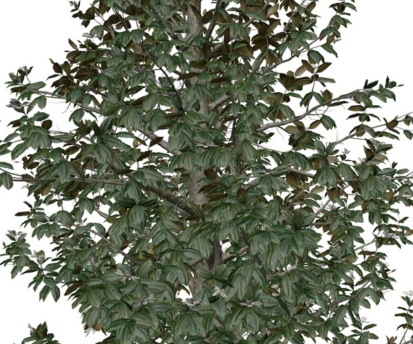 ArtStation - Southern Magnolia Tree #06 - High Poly Tree (3D Model ...