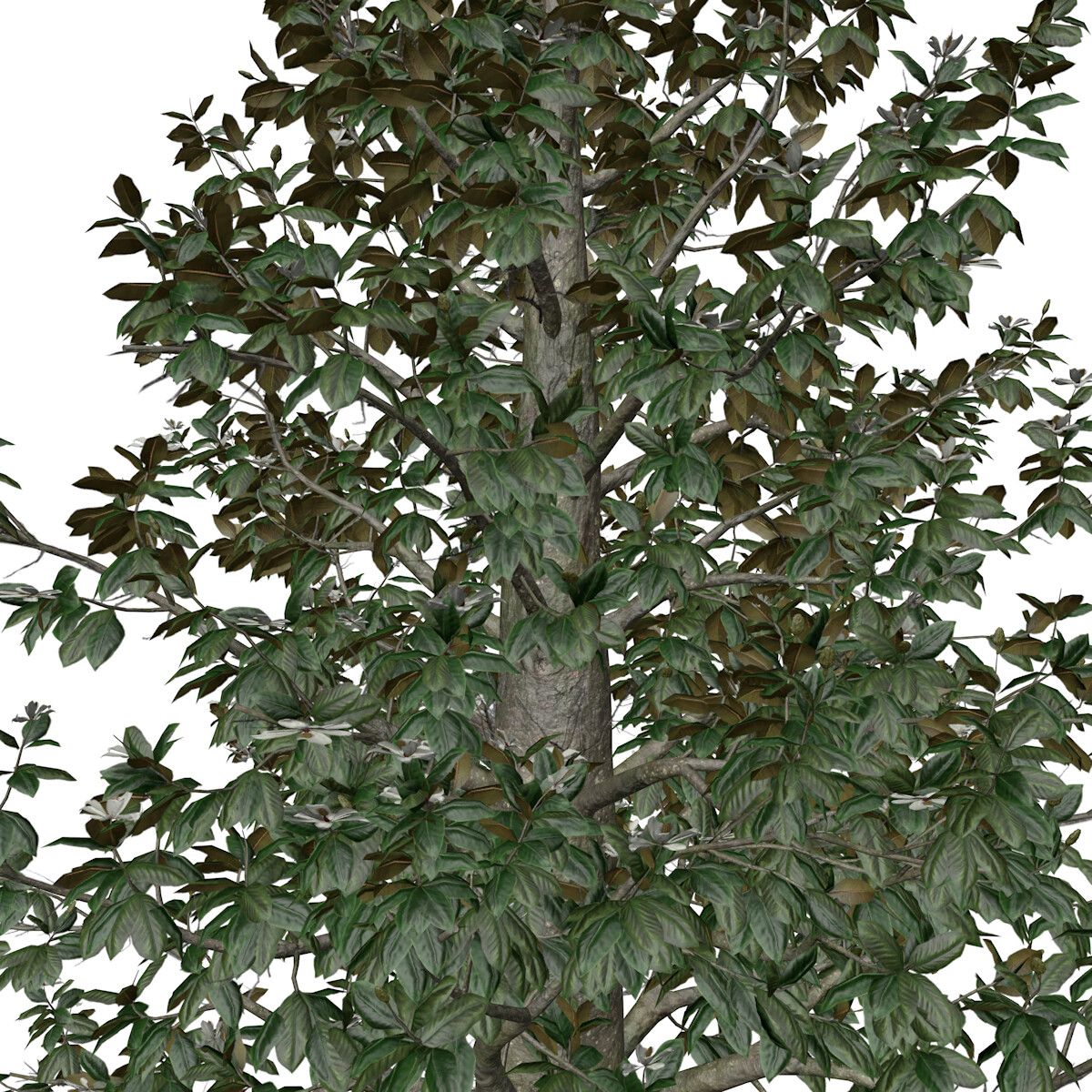 ArtStation - Southern Magnolia Tree #08 - High Poly Tree (3D Model ...