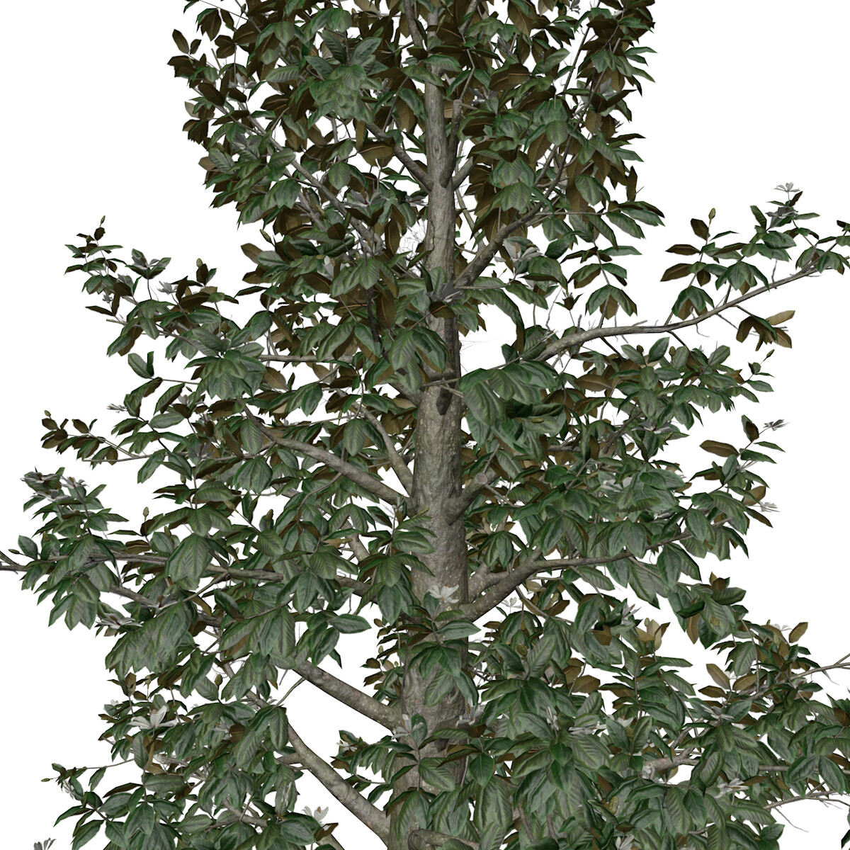 ArtStation - Southern Magnolia Tree #10 - High Poly Tree (3D Model ...