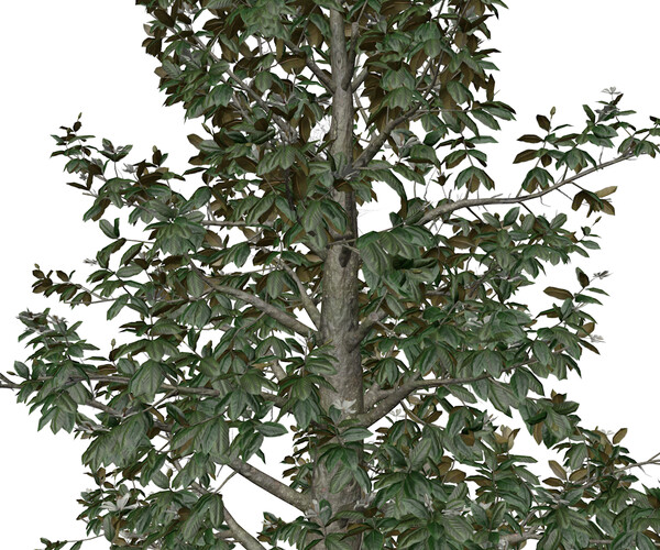 ArtStation - Southern Magnolia Tree #10 - High Poly Tree (3D Model ...