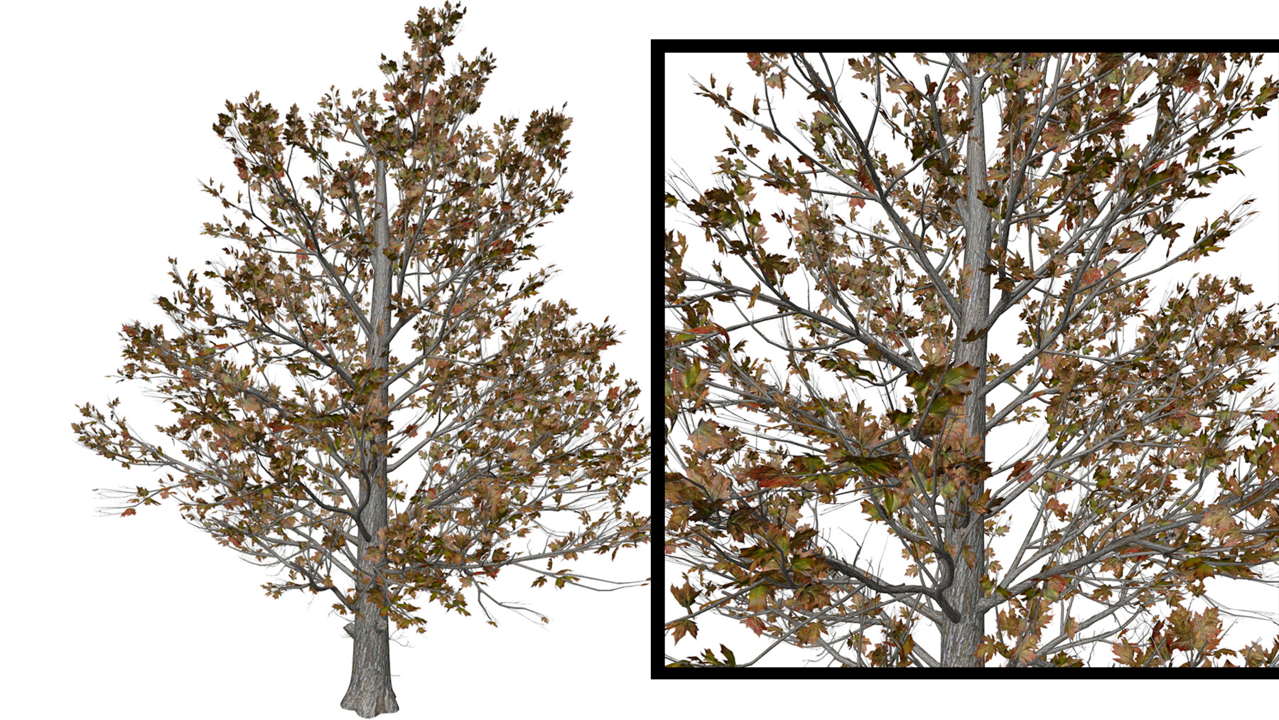 ArtStation - Sugar Maple Tree (in the Fall) #03 - High Poly Tree (3D ...