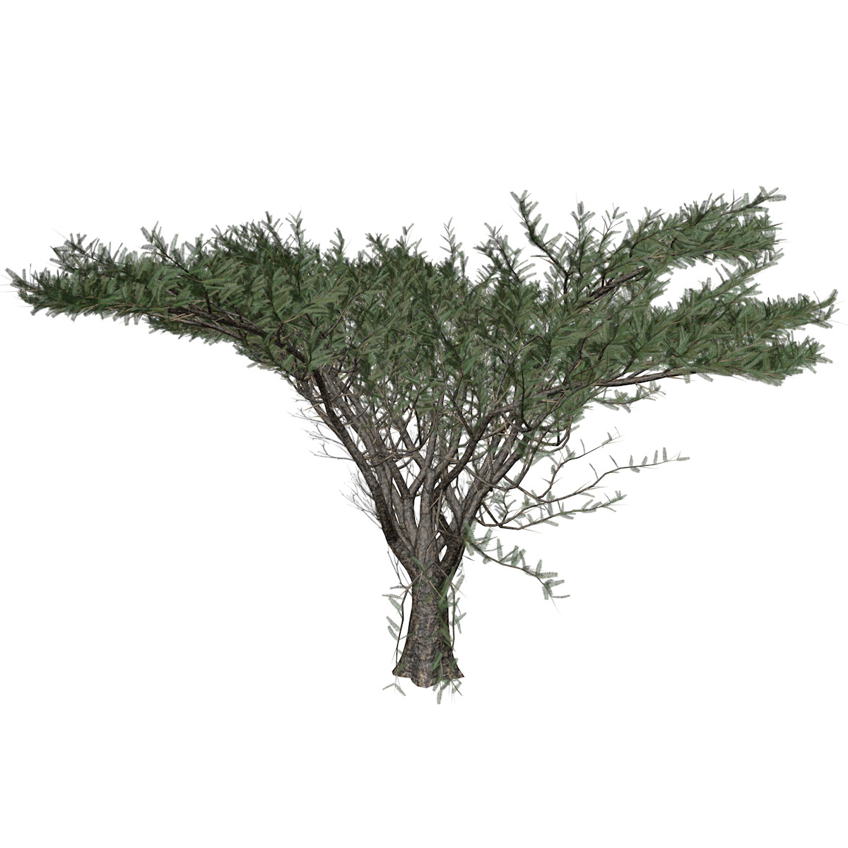 ArtStation - Umbrella Thorn Tree #04 - High Poly Tree (3D Model) | Game ...