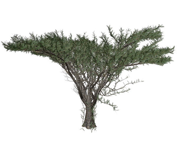 ArtStation - Umbrella Thorn Tree #04 - High Poly Tree (3D Model) | Game ...