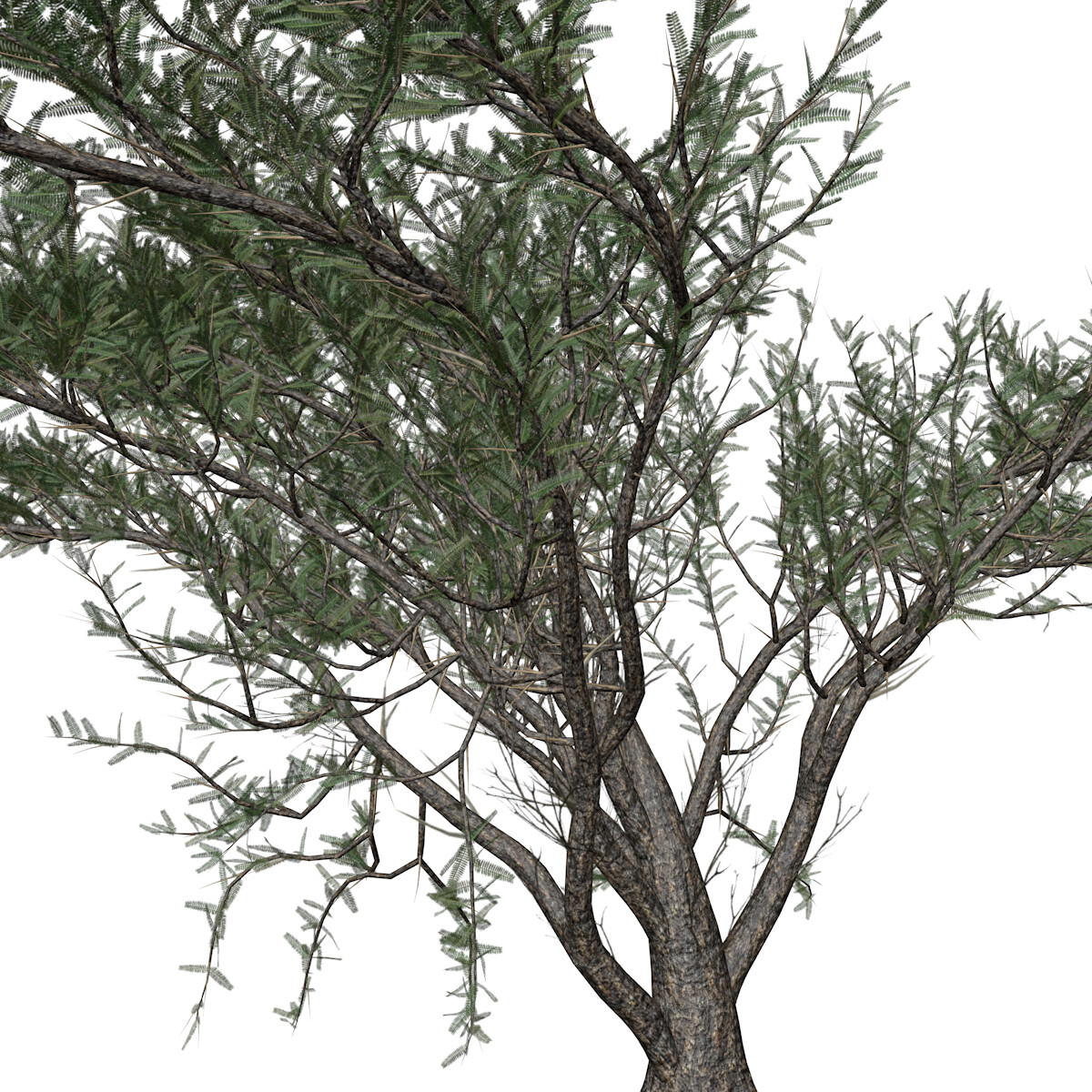 ArtStation - Umbrella Thorn Tree #05 - High Poly Tree (3D Model) | Game ...