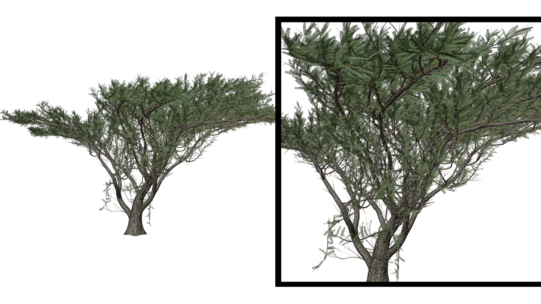 ArtStation - Umbrella Thorn Tree #06 - High Poly Tree (3D Model) | Game ...