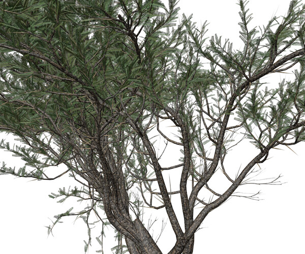 ArtStation - Umbrella Thorn Tree #08 - High Poly Tree (3D Model) | Game ...