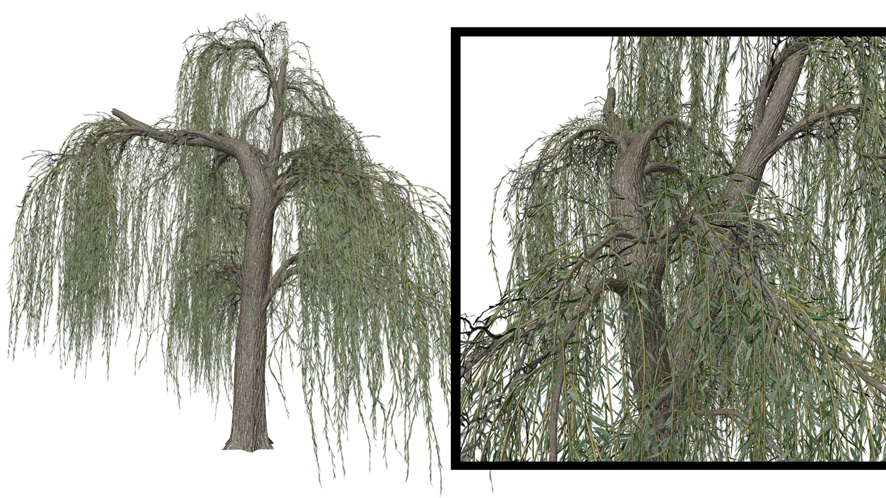 ArtStation - Weeping Willow Tree #02 - High Poly Tree (3D Model) | Game Assets