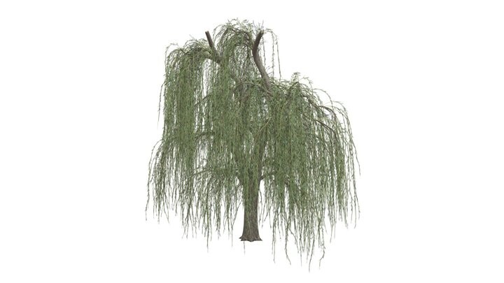 ArtStation - Weeping Willow Tree #05 - High Poly Tree (3D Model) | Game ...
