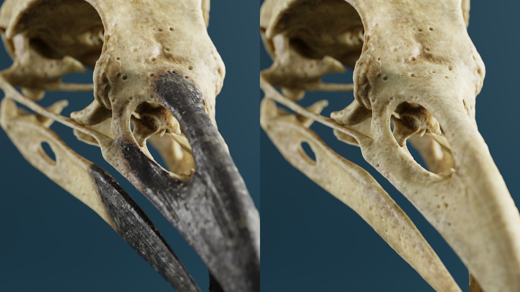 ArtStation - Raven skull | Game Assets