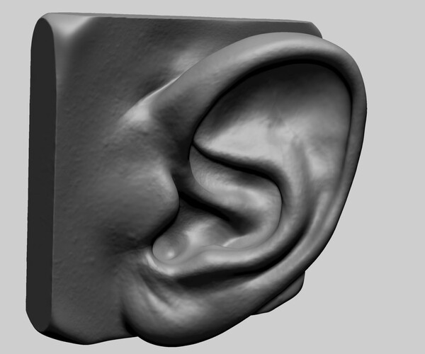 ArtStation - Ear Model B | Resources