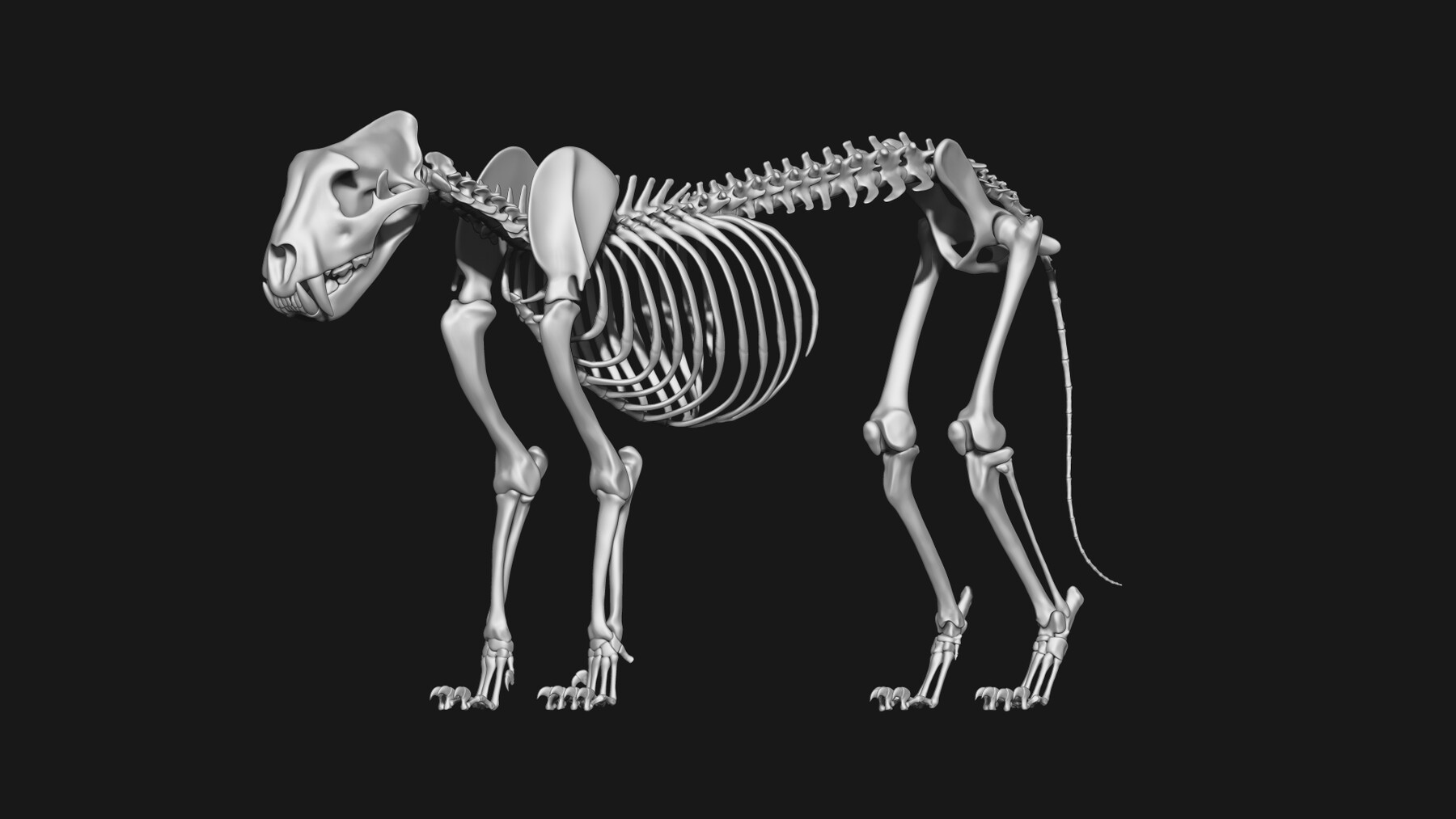 ArtStation - Jaguar skeleton | Resources