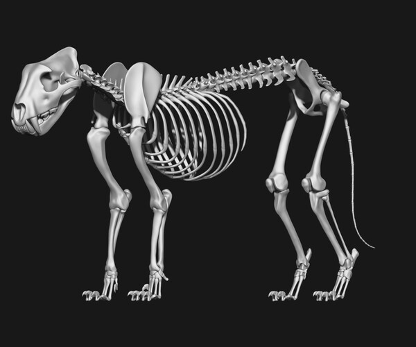 ArtStation - Jaguar skeleton | Resources