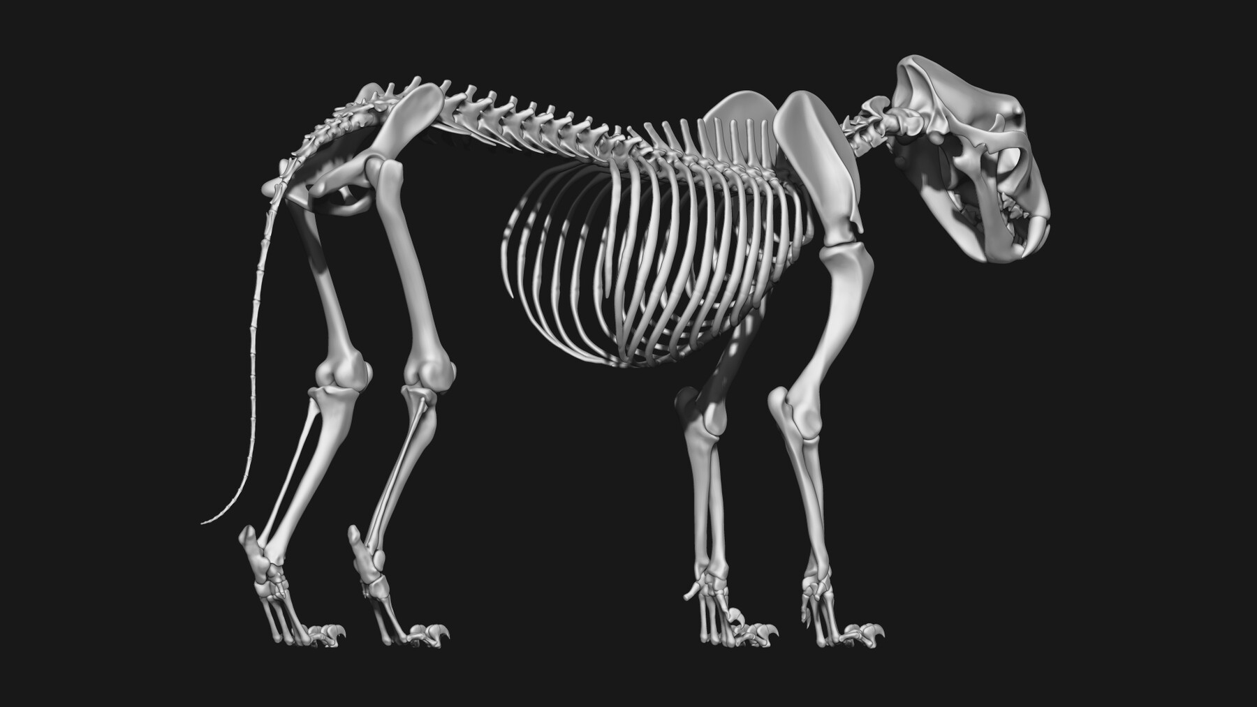 ArtStation - Jaguar skeleton | Resources