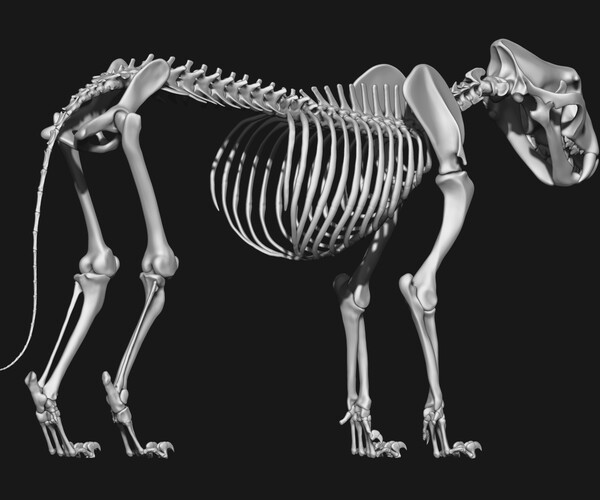 ArtStation - Jaguar skeleton | Resources