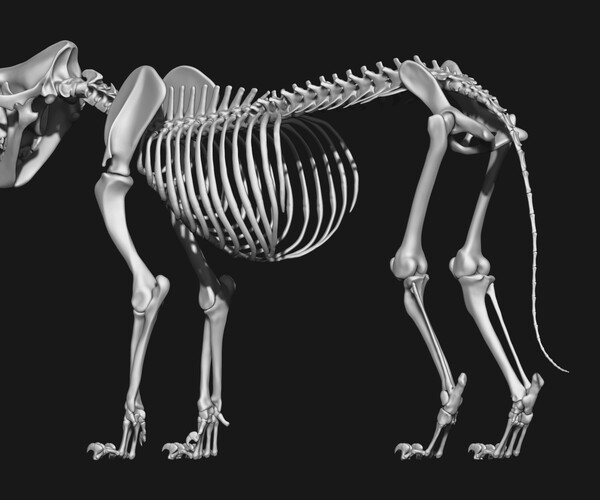 ArtStation - Jaguar skeleton | Resources