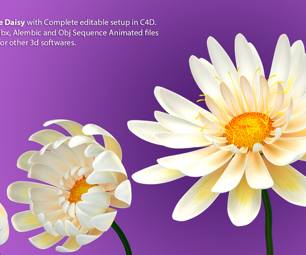 ArtStation - Beautiful Animated White Daisy Flower 3D model | Resources