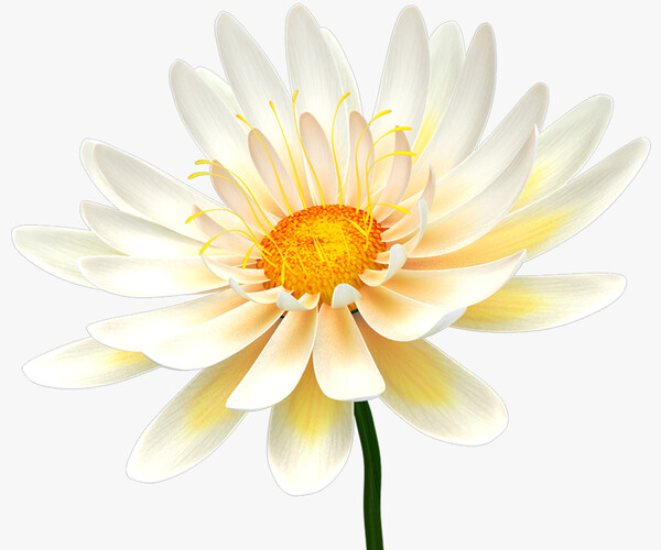 ArtStation - Beautiful Animated White Daisy Flower 3D model | Resources