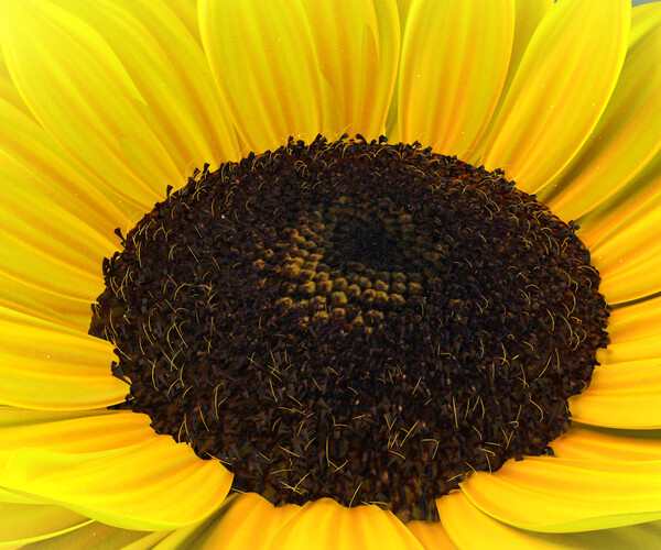 ArtStation - 3d Sunflower Animated | Resources