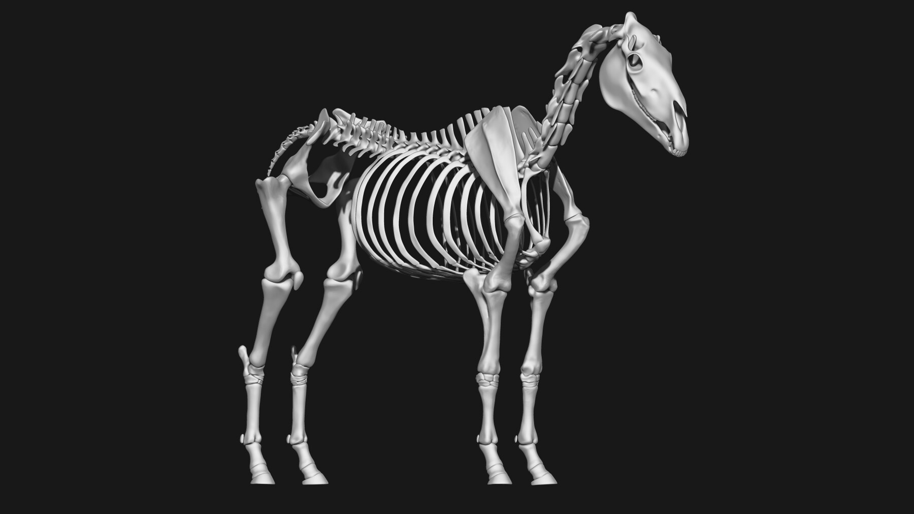 ArtStation - Horse skeleton | Resources
