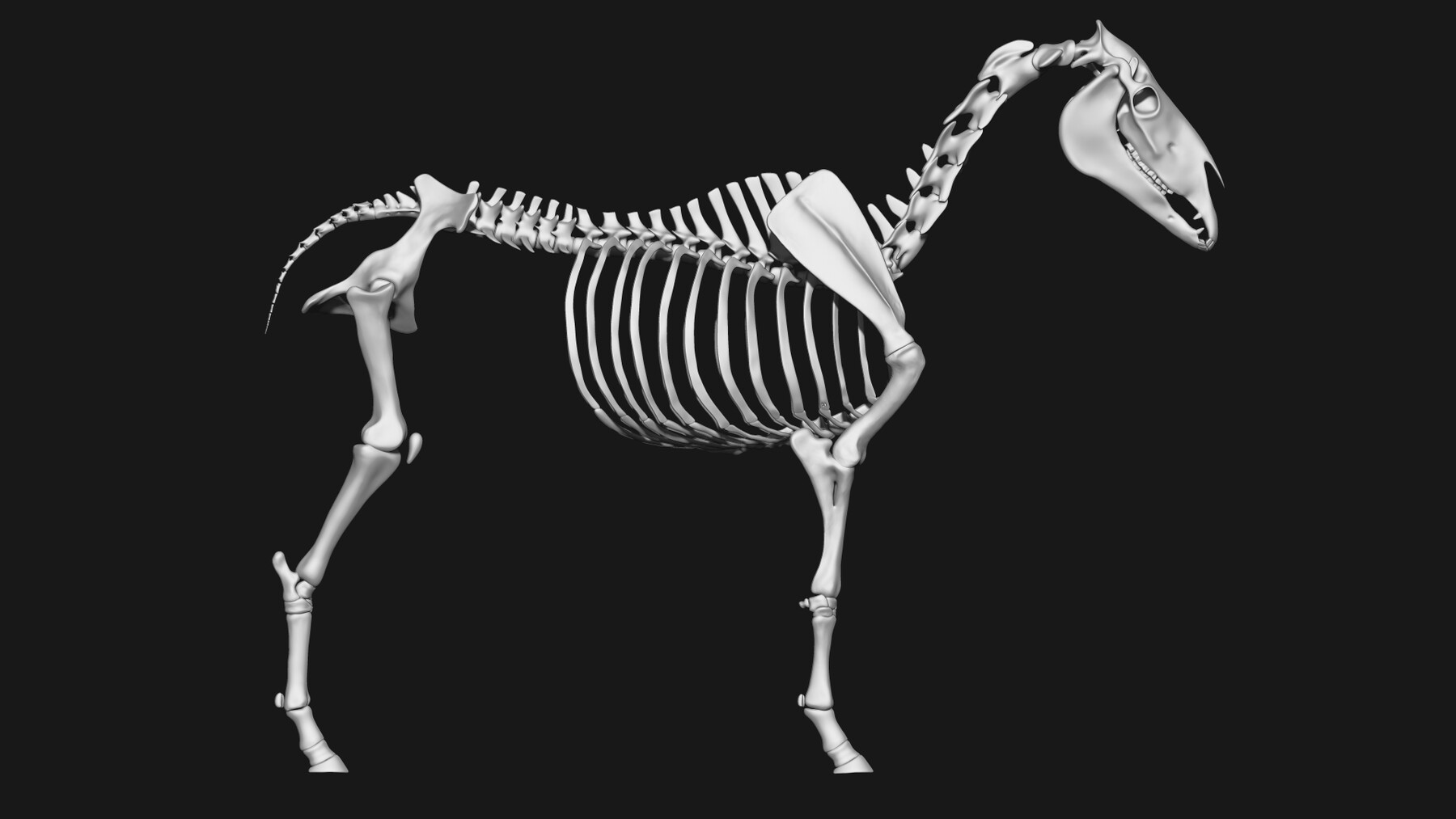 ArtStation - Horse skeleton | Resources