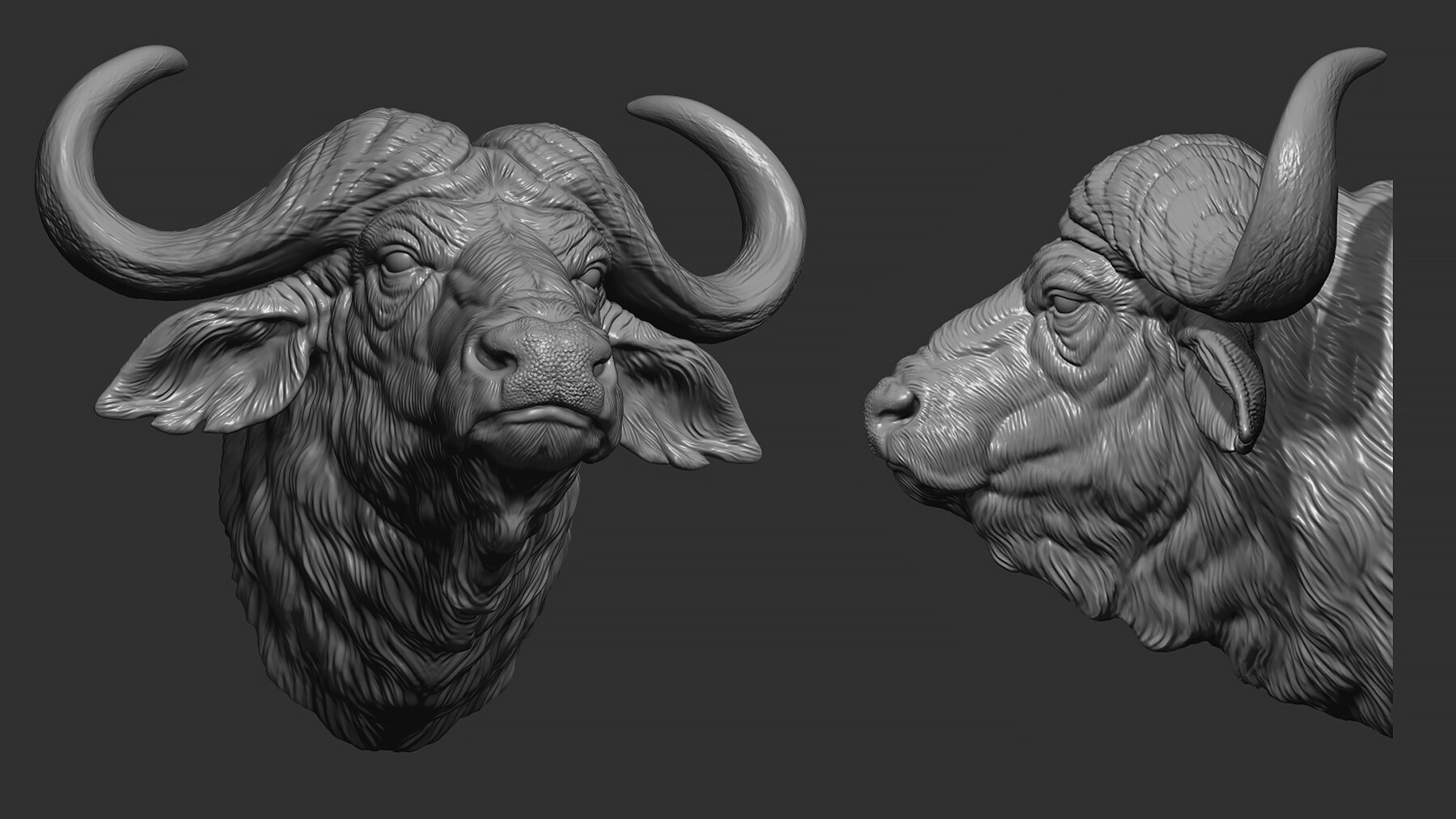 ArtStation - Buffalo shaggy head | Resources