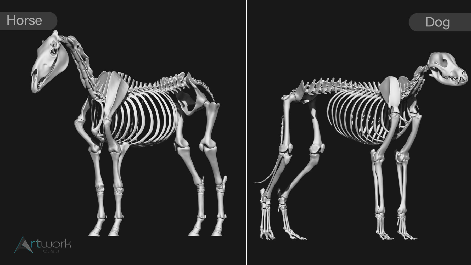 ArtStation - Horse & Dog skeleton | Resources