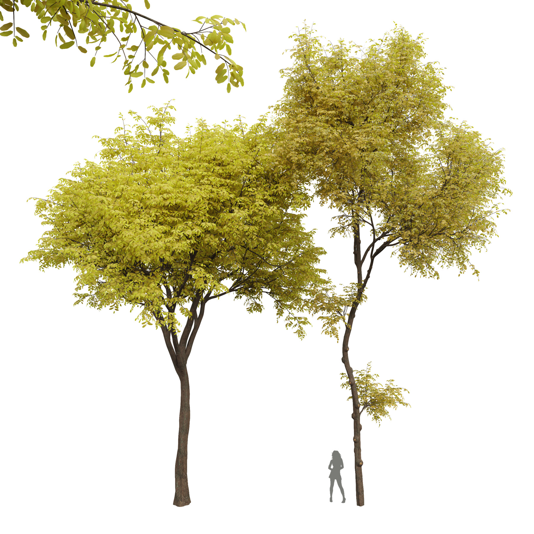 ArtStation - New Plant Real Tree Ulmus changii Summer Quercus Serrata ...