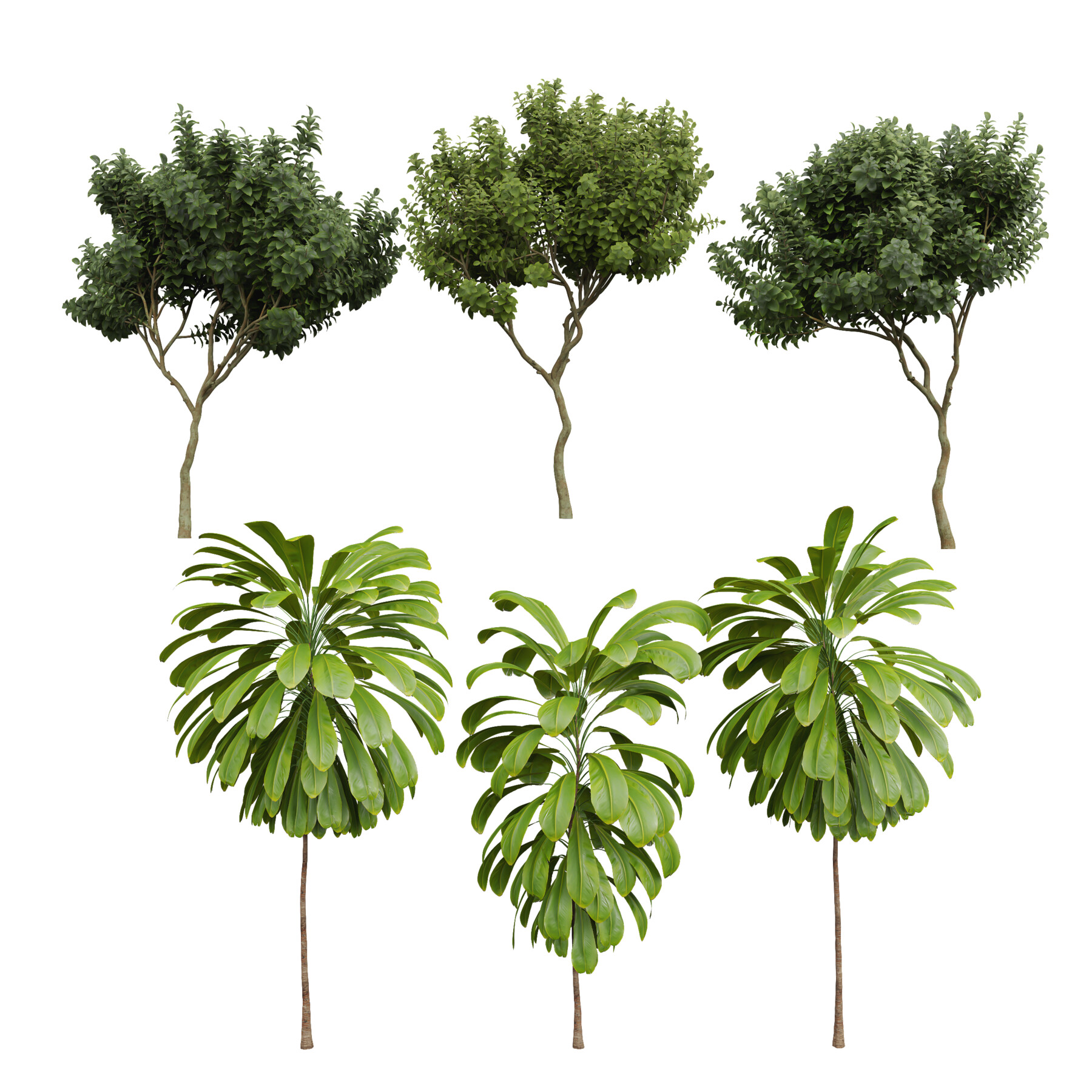 ArtStation - New Plant Broad Leaved Palm Joy Perfume Orange Michelia ...