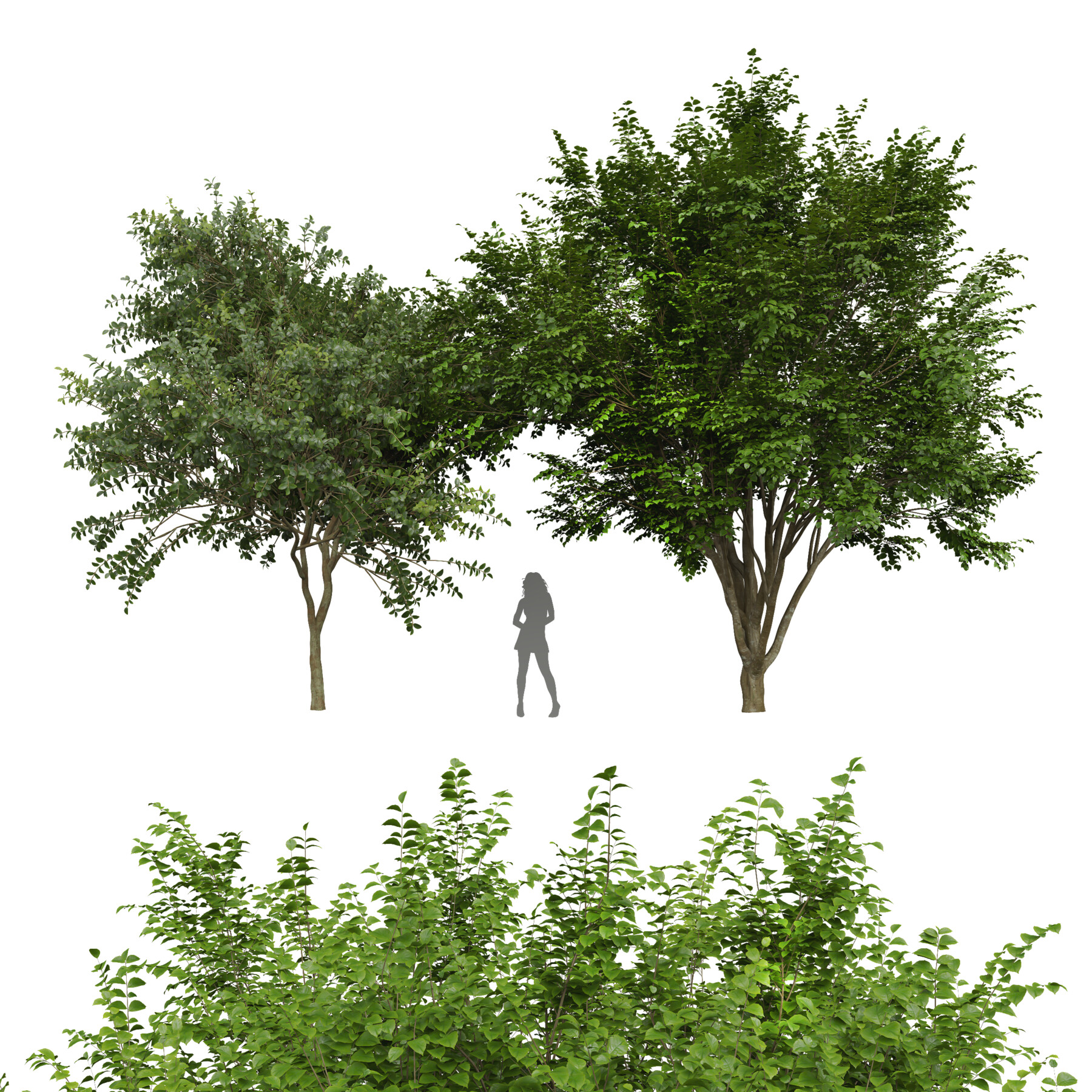 ArtStation - New Plant European Beech Big Joy Perfume Orange Michelia ...