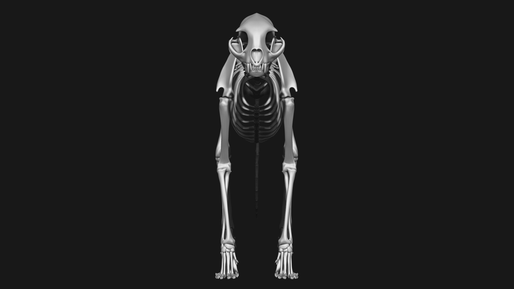ArtStation - Cat skeleton | Resources