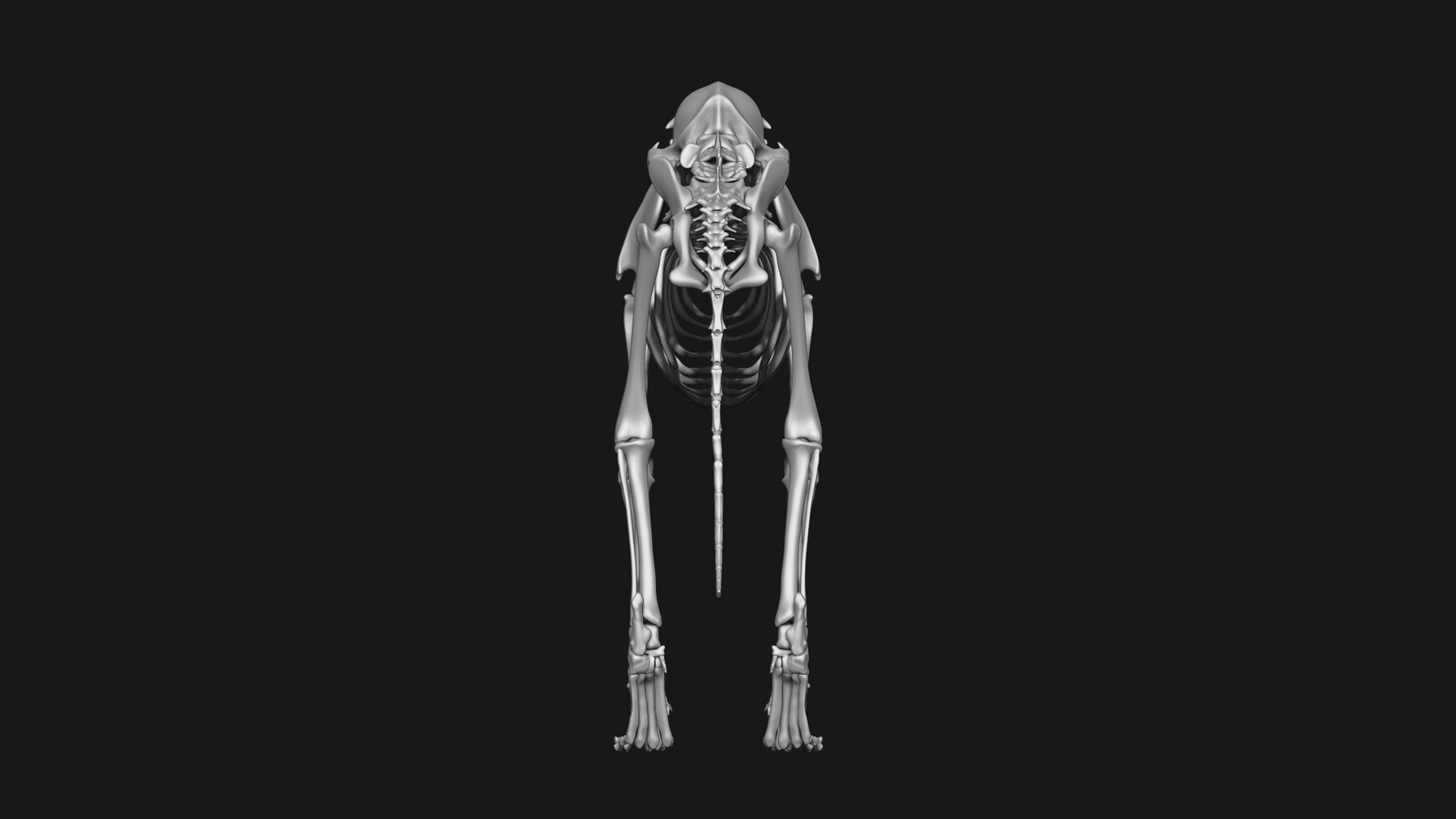 ArtStation - Cat skeleton | Resources