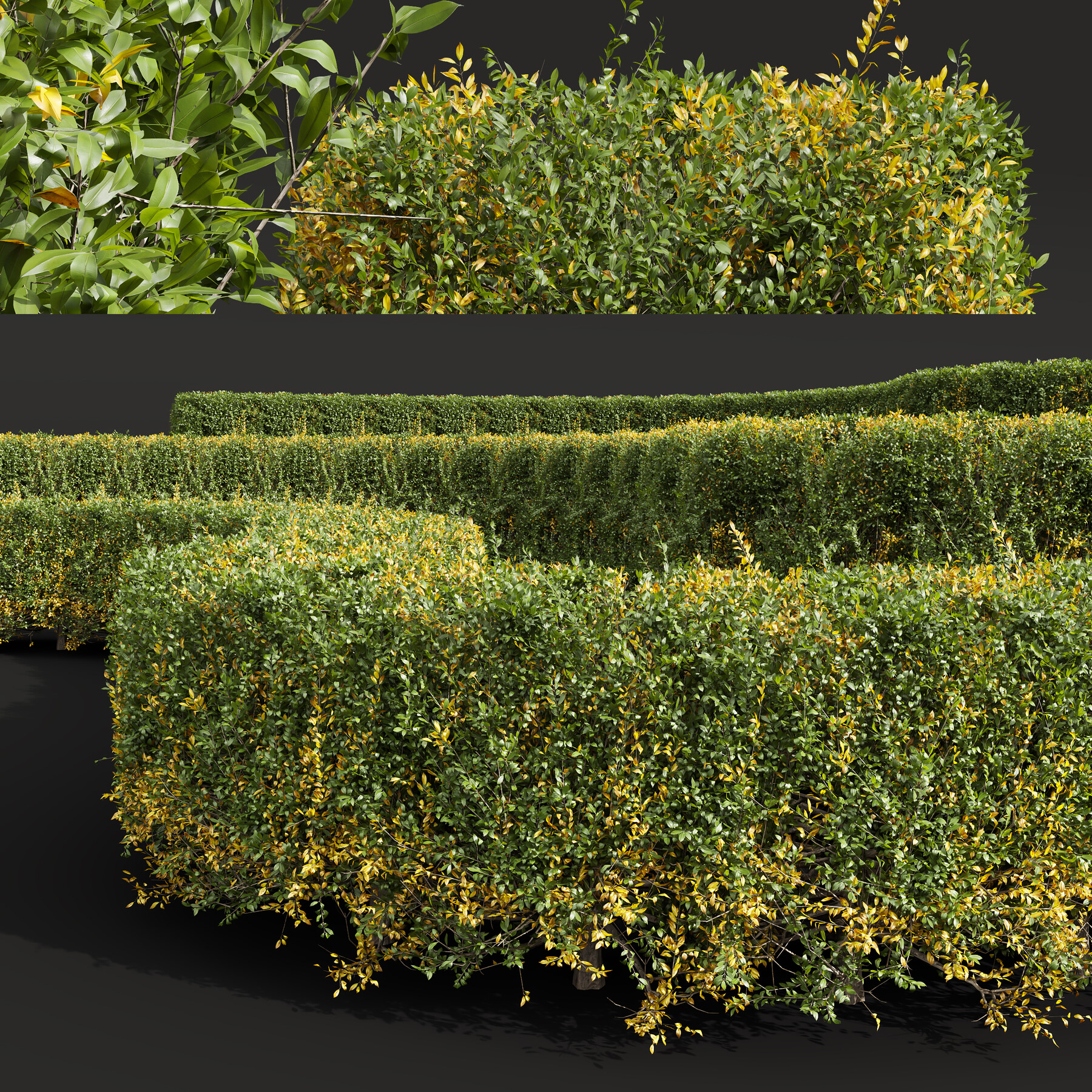 ArtStation - New Plant Ligustrum Quihoui Privet Pruned Box | Resources