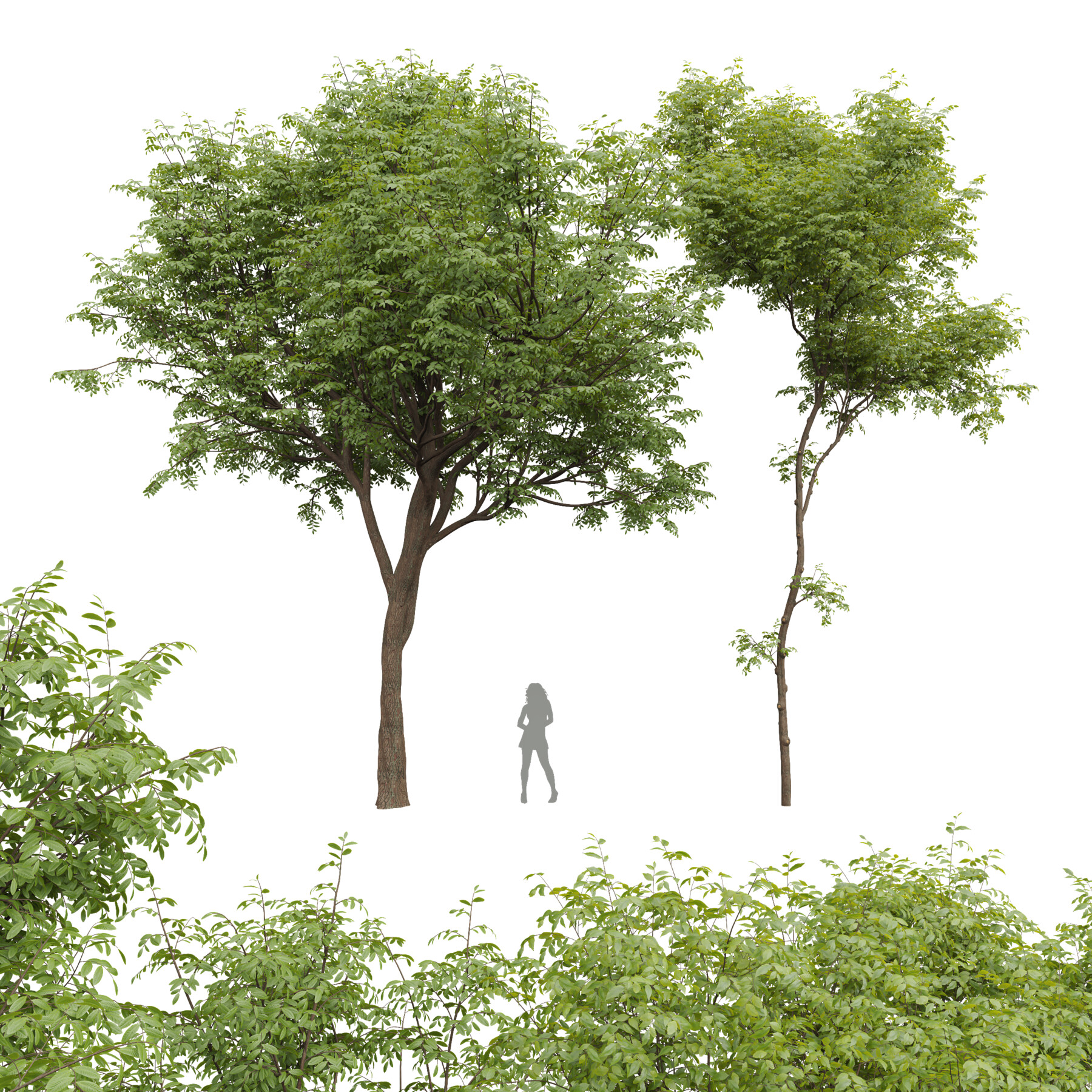 ArtStation - New Plant Real Tree Real Tree Quercus Serrata Ulmus ...