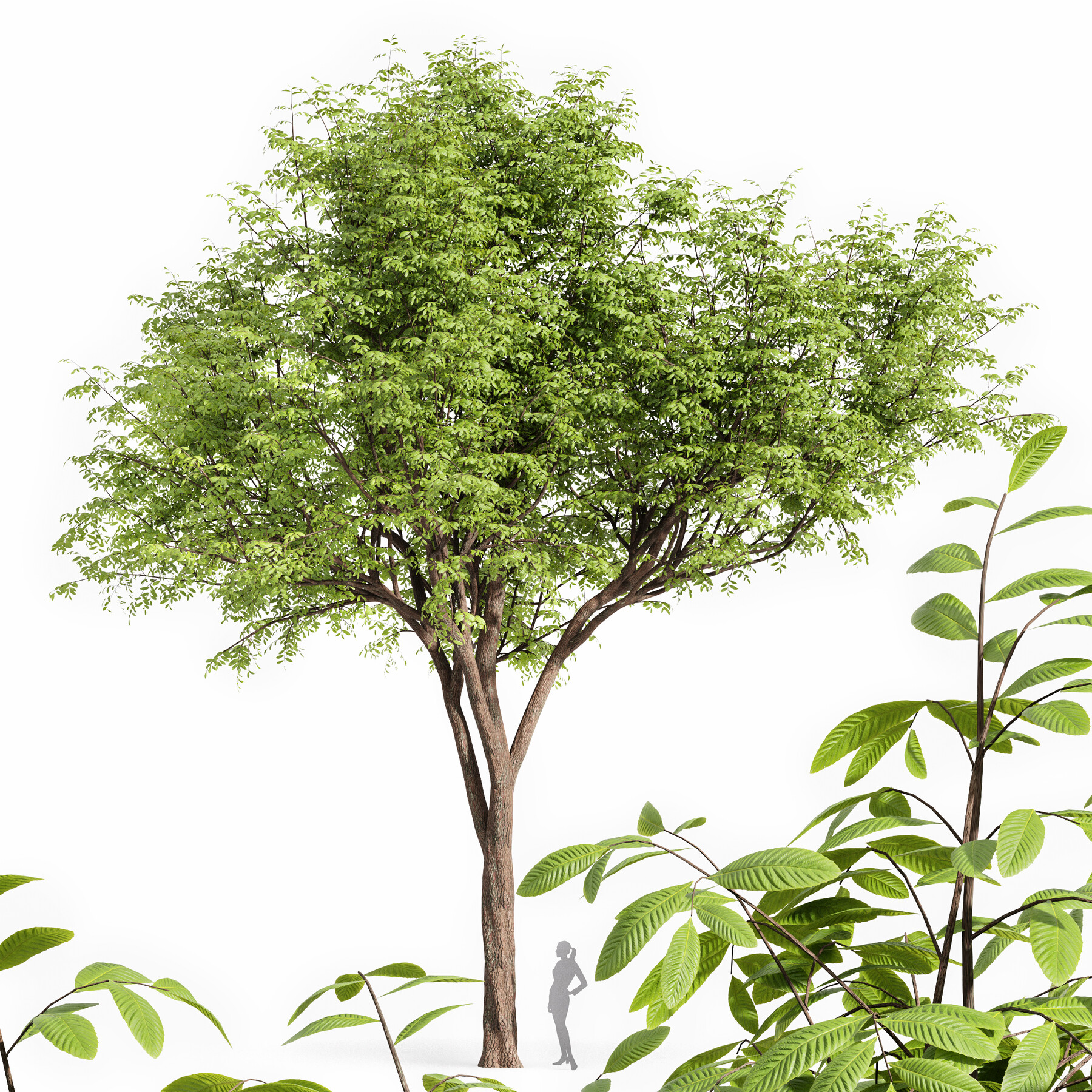 ArtStation - New Plant Real Tree Real Tree Quercus Serrata Ulmus ...