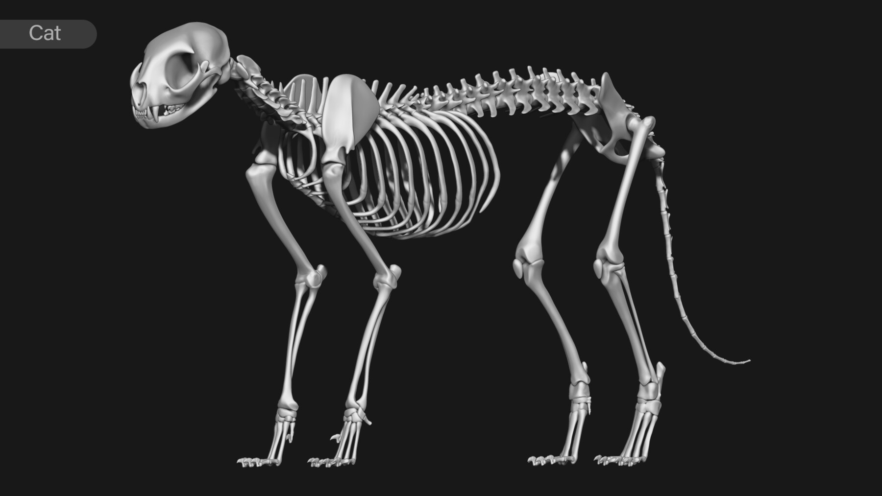 ArtStation - animal skeleton collection | Resources
